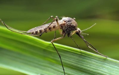 Eco-Friendly Mosquito Extermination for the DC Area